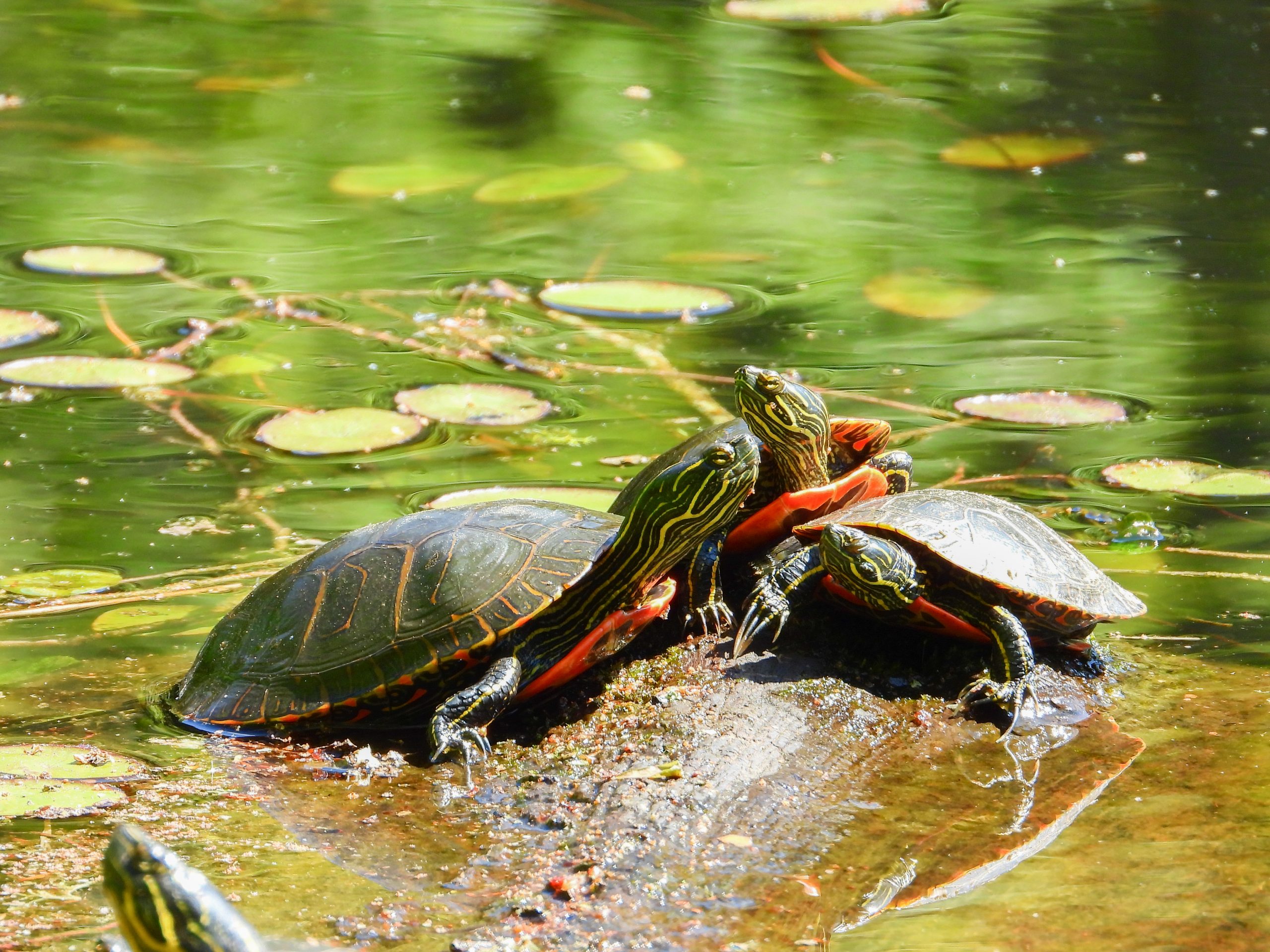 2nd Annual Lake Biodiversity Photo Challenge winners announced - Living ...