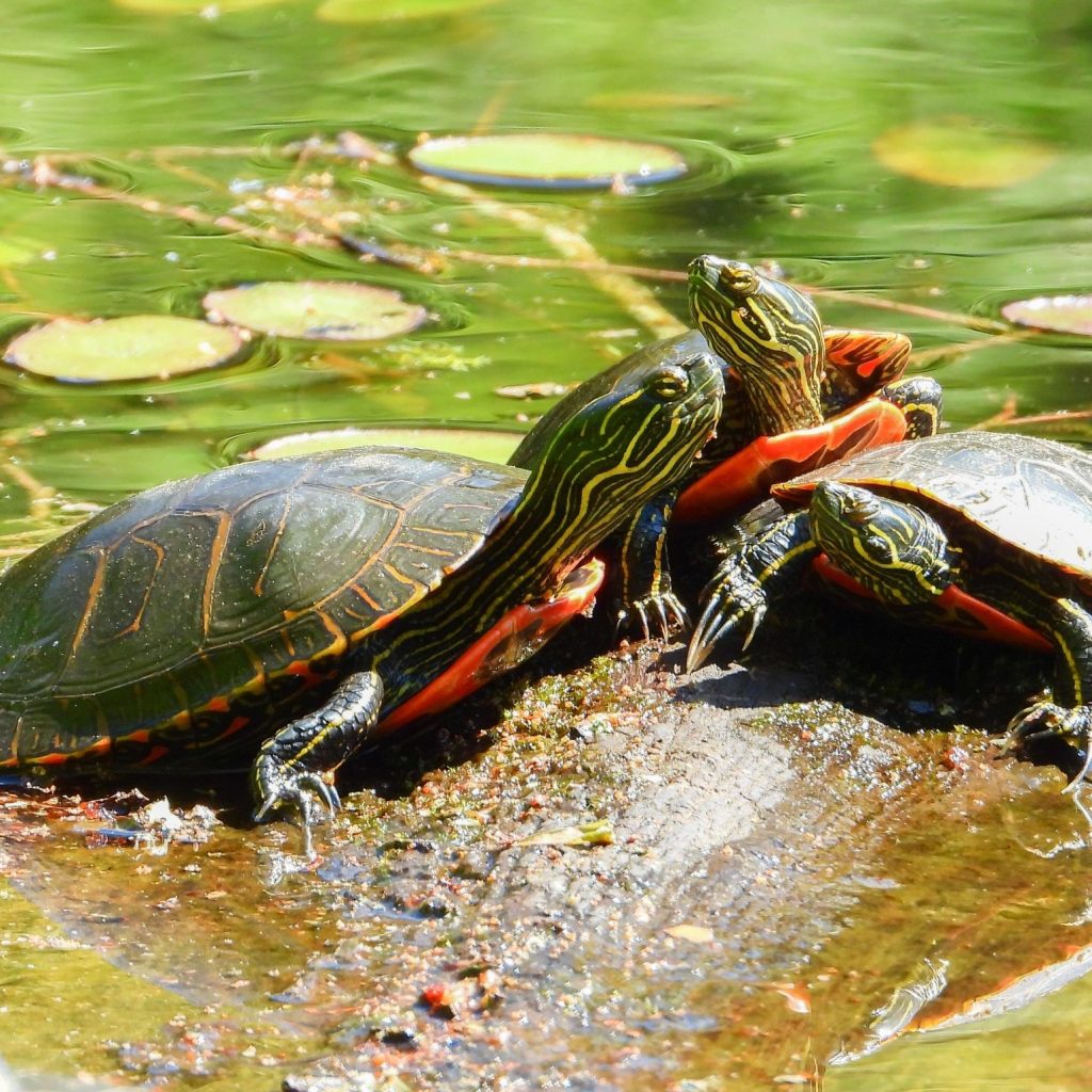 Our national photo contest celebrating lakes across Canada now open for ...