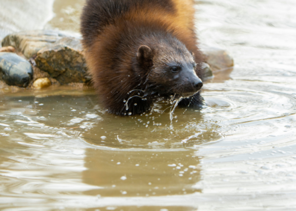 Water & Wildlife: Piloting new technology through an Indigenous lens ...