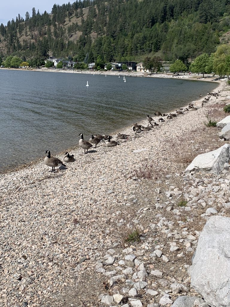 Barbara Proulx - Lake Okanagan - Living Lakes Canada