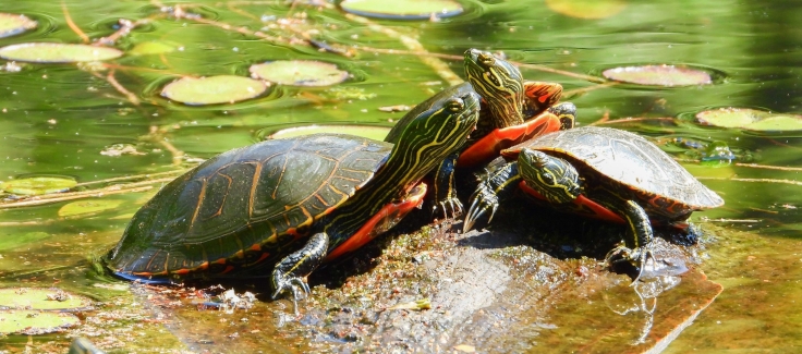 News Archives - Living Lakes Canada