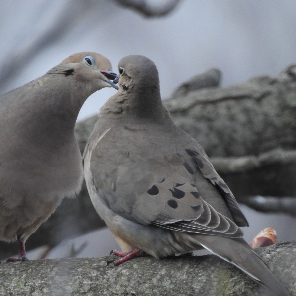 Penny Knapp - Scugog - Living Lakes Canada